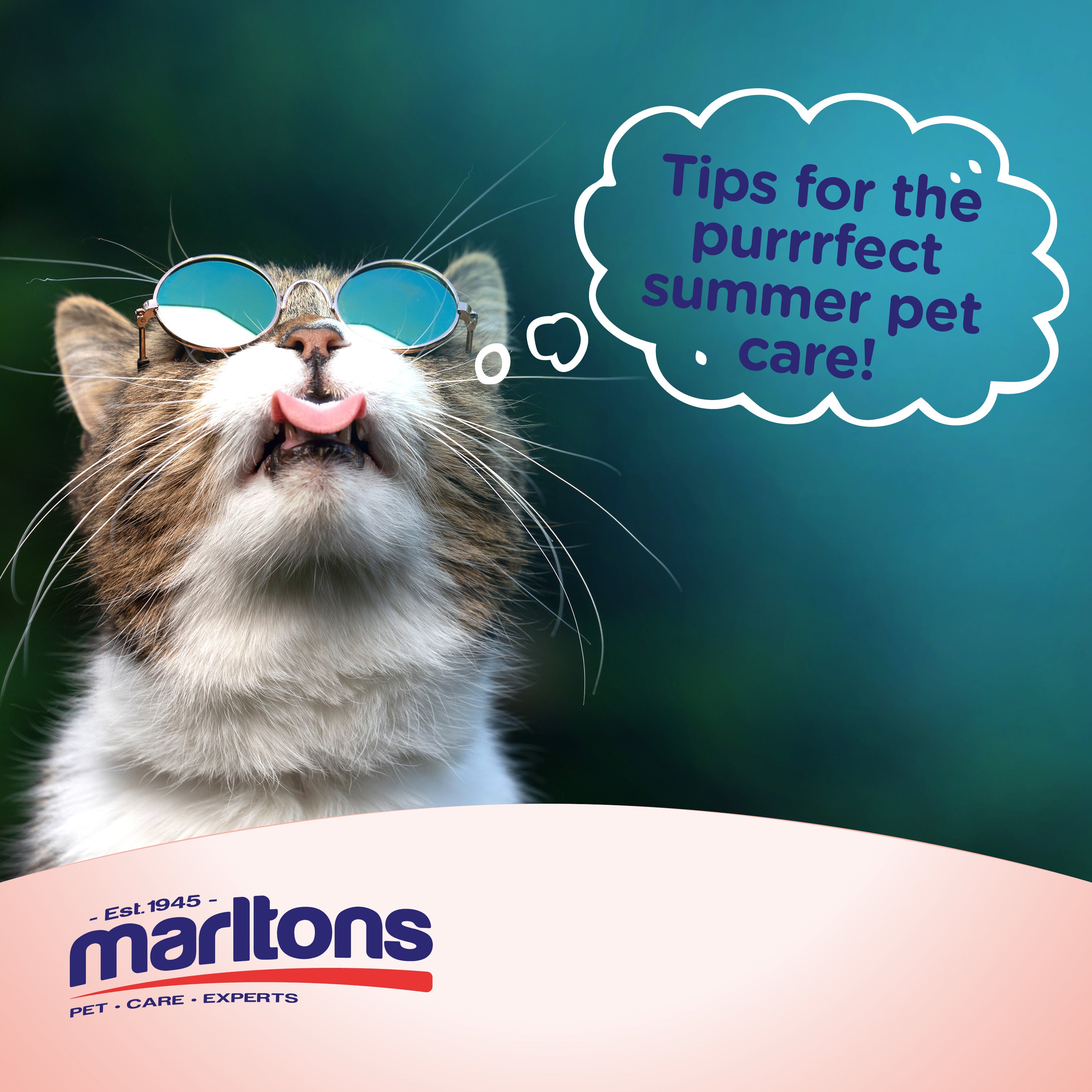 10 TIPS TO PAWSOME SUMMER PET CARE – Marltons Pet Care