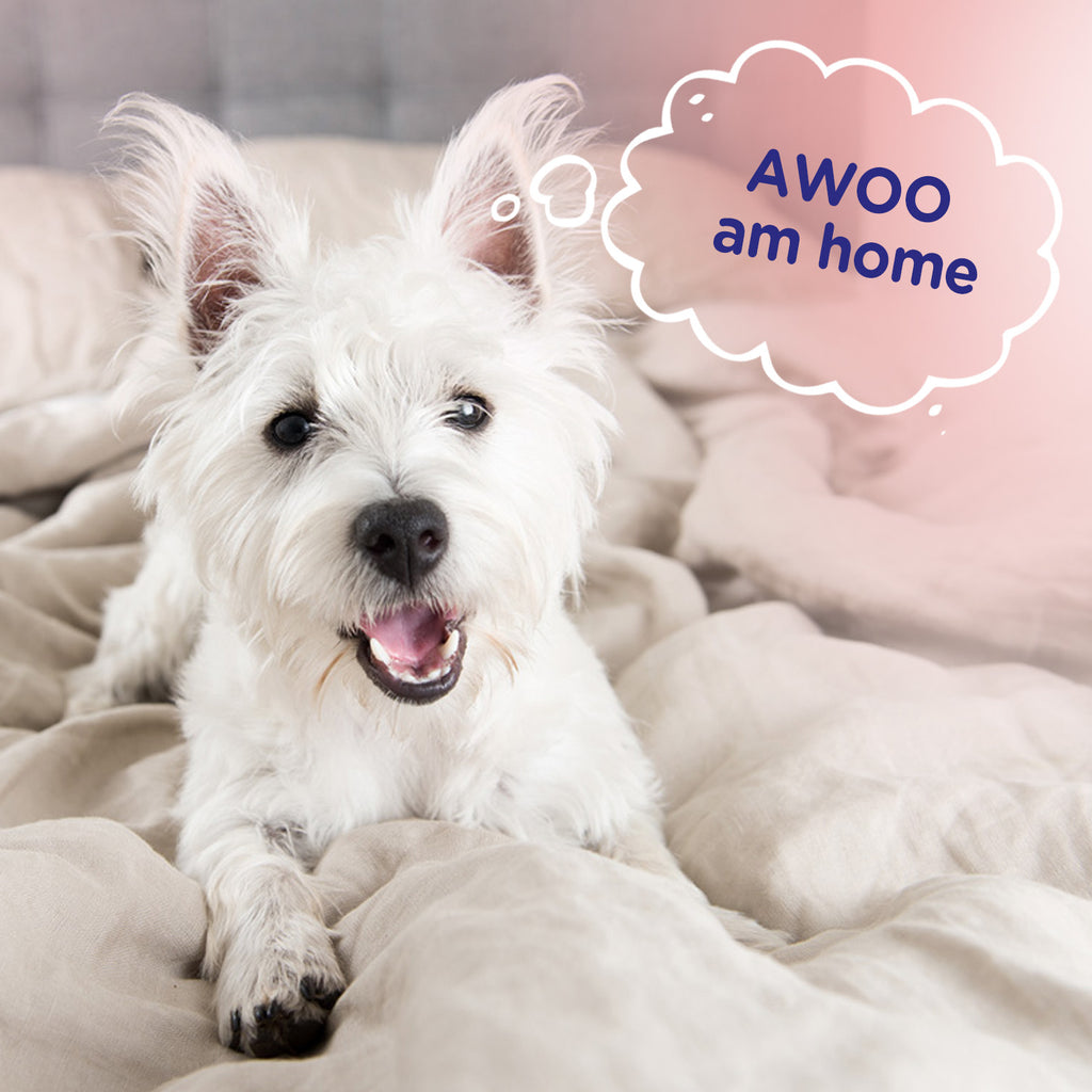 10 Tips For Bringing A New Pet Home – Marltons Pet Care