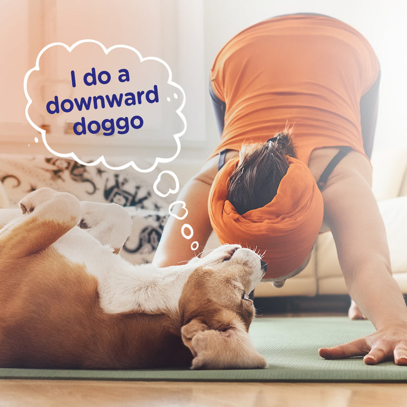 Pet Exercise 101 – Marltons Pet Care