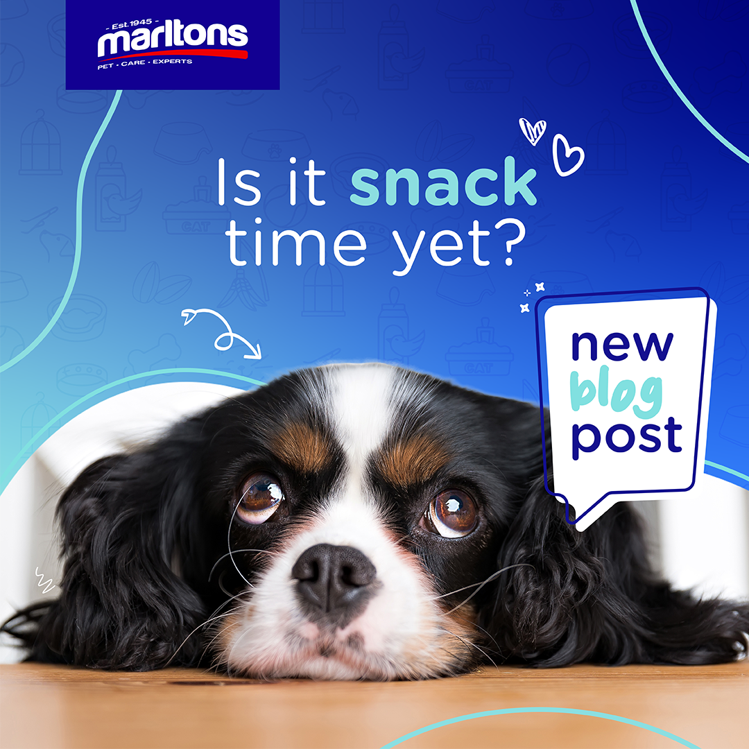 Is It Snack Time Yet? A easy guide to your Pet's Snacks & Treats ...