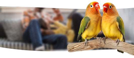 Habitat & Comfort (Birds) – Marltons Pet Care