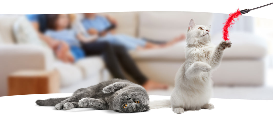 Habitat & Comfort (Cats) – Marltons Pet Care